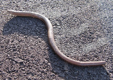 Hell is full of Warm Worms – High Time to Awake